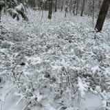 Douglas Forest Wallis Pond Loop Trail, Massachusetts - 890 Reviews, Map ...