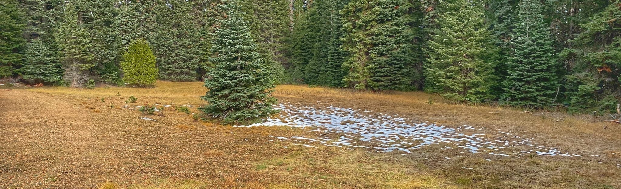Hinkle Lake Trail | Map, Guide - Oregon | AllTrails