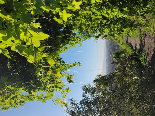 Best Hikes and Trails in San Dimas Canyon Community Regional Park ...