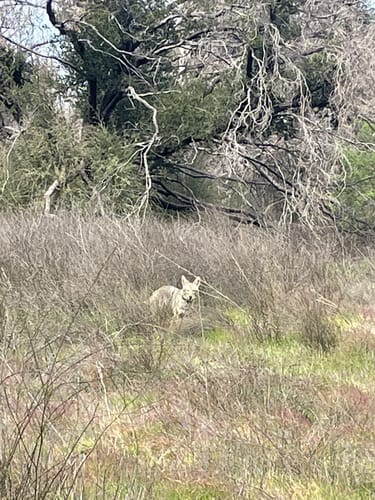 Best Hikes and Trails in Agoura Park | AllTrails