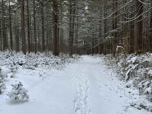Best Hikes and Trails in Heiberg Memorial Forest | AllTrails