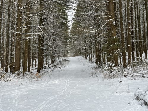 Best Hikes and Trails in Heiberg Memorial Forest | AllTrails