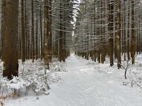 Best Hikes and Trails in Heiberg Memorial Forest | AllTrails