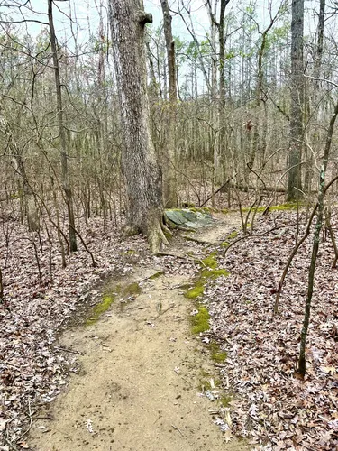 Best Hikes and Trails in Craighead Forest Park | AllTrails