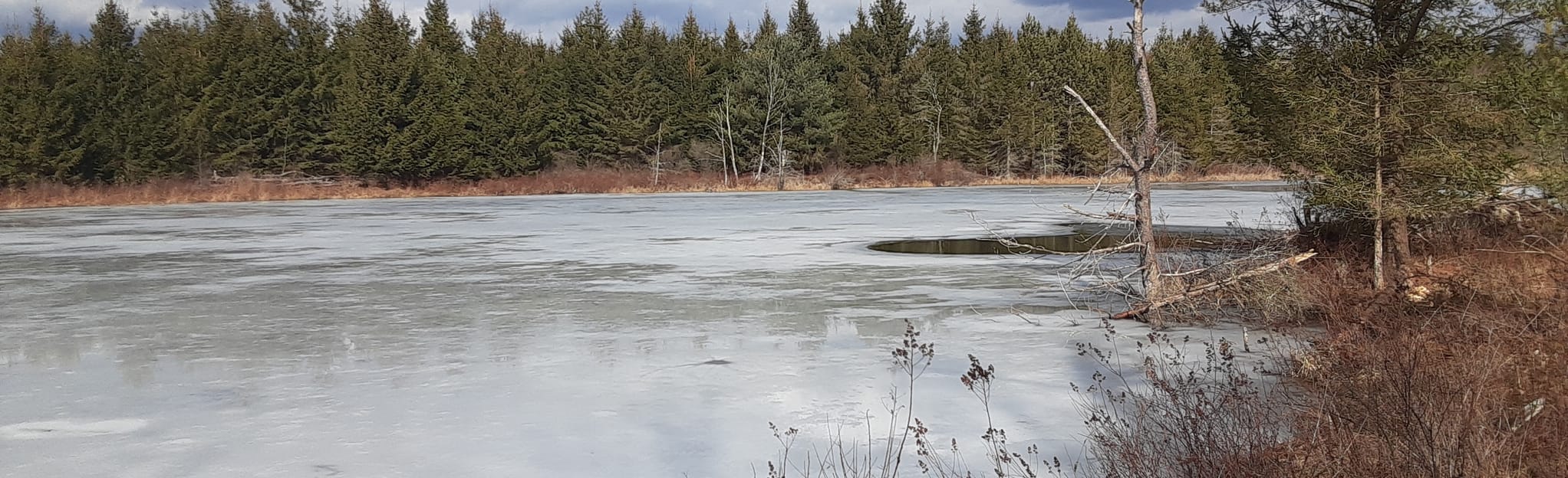 Milford Forest Pond Loop, New York - 16 Reviews, Map | AllTrails