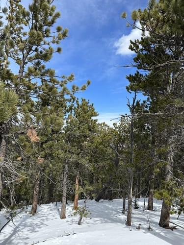 Best Hikes and Trails in Caribou Ranch Open Space | AllTrails