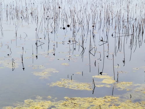 Best Hikes and Trails in Morgan Brake National Wildlife Refuge | AllTrails