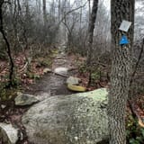 Cook's Wall Trail, North Carolina - 445 Reviews, Map | AllTrails