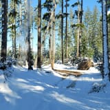 Tahuya Lookout OHV Loop , Washington - 122 Reviews, Map | AllTrails