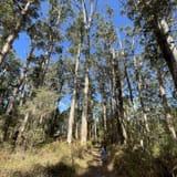 Karri Walk Trail, Western Australia, Australia - 48 Reviews, Map ...