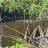 Marsh Trail, Florida - 260 Reviews, Map | AllTrails