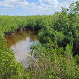 Marsh Trail, Florida - 260 Reviews, Map | AllTrails