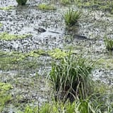 Levee Trail, Florida - 154 Reviews, Map | AllTrails