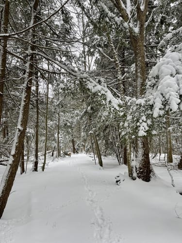 Best Hikes and Trails in Heiberg Memorial Forest | AllTrails