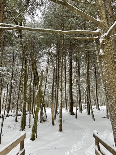 Best Hikes and Trails in Heiberg Memorial Forest | AllTrails