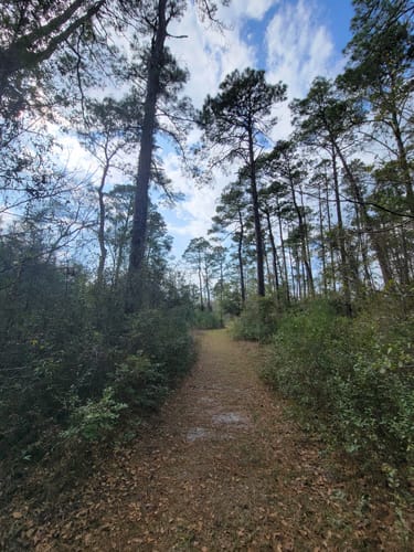 Best Hikes and Trails in Guale Preserve | AllTrails