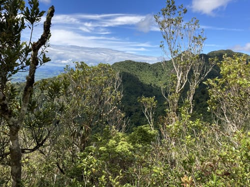 Mount Pirongia Forest Park : les meilleures randonnées itinérantes en ...