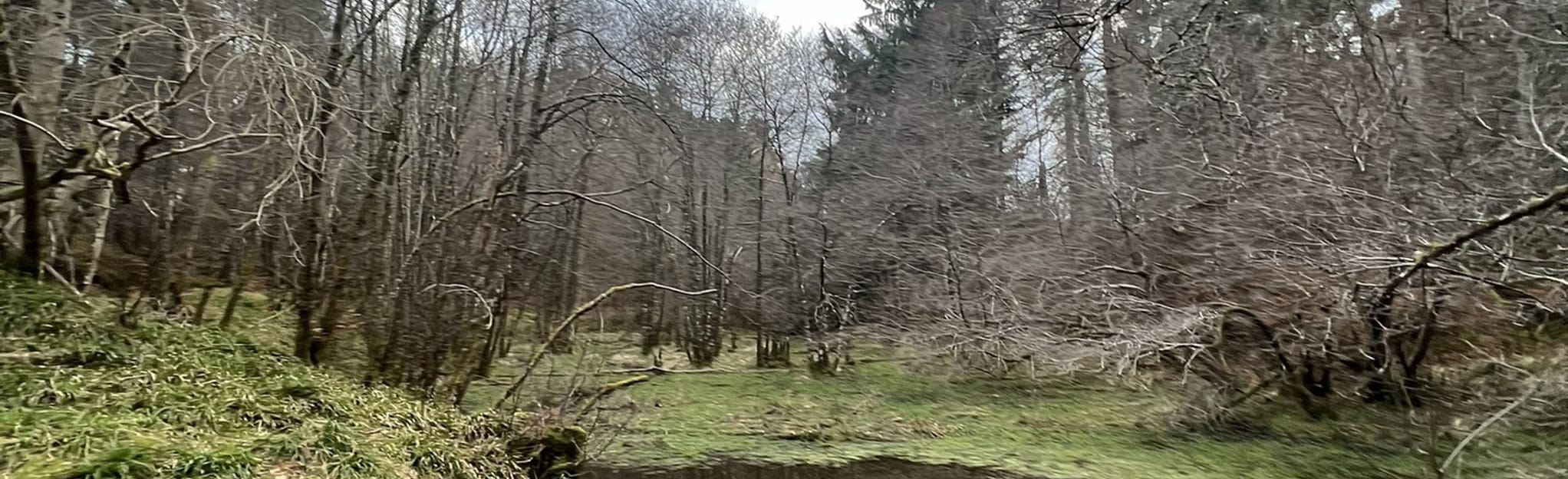 Evanton Wood Loop, Highlands, Scotland - 28 Reviews, Map | AllTrails