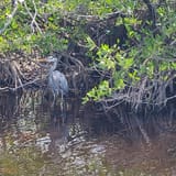 Marsh Trail, Florida - 267 Reviews, Map | AllTrails