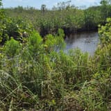 Marsh Trail, Florida - 267 Reviews, Map | AllTrails