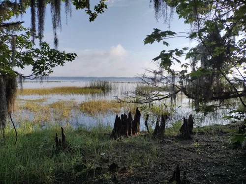 2023 Best Forest Trails in Frostproof | AllTrails