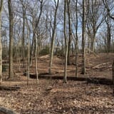 Crows Woods, New Jersey - 409 Reviews, Map | AllTrails