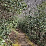Sutton Ridge Overlook Trail, Tennessee - 495 Reviews, Map | AllTrails