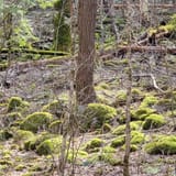 Sutton Ridge Overlook Trail, Tennessee - 495 Reviews, Map | AllTrails