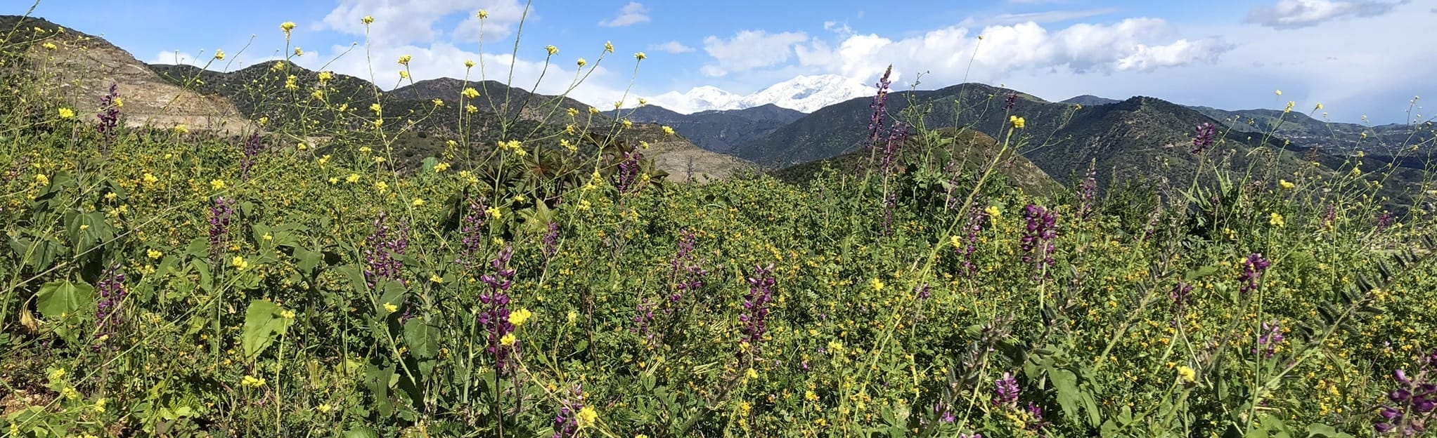 Mt. Bliss: Van Tassel Trail | Map, Guide - California | AllTrails