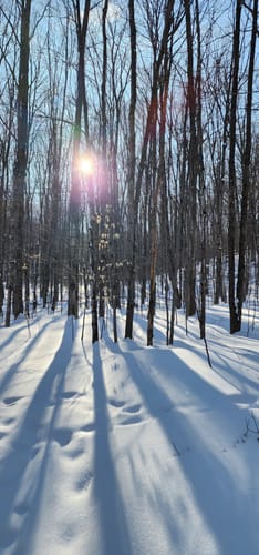 Best Hikes and Trails in Offield Family Working Forest Reserve | AllTrails