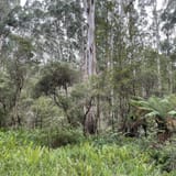 Mortimer Nature Trail, Victoria, Australia - 4 Reviews, Map | AllTrails