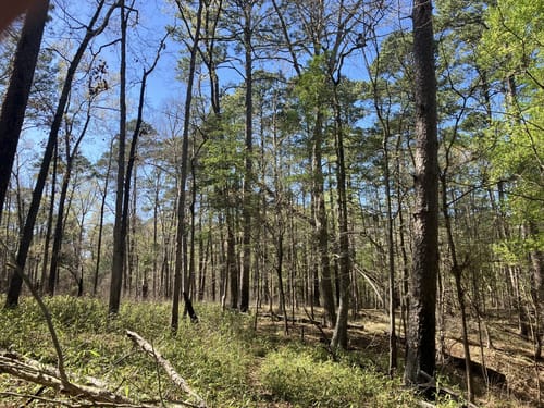 Best Hikes and Trails in Sabine National Forest | AllTrails