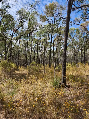 10 Best Forest Trails in Bendigo Regional Park | AllTrails