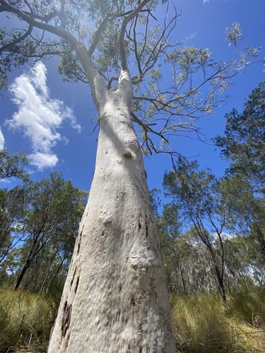 2023 Best trails in Scribbly Gums Conservation Area | AllTrails