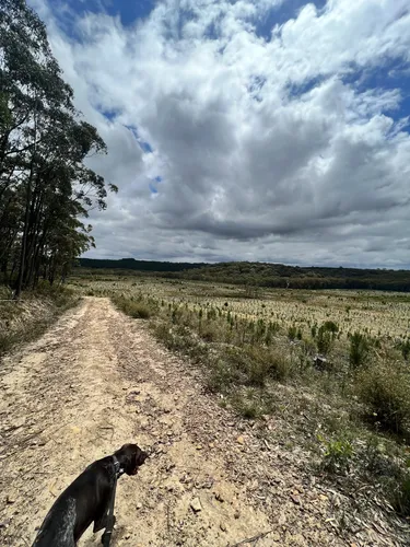 Best Hikes and Trails in Penrose State Forest | AllTrails