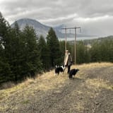 Wyeth to Gorge Trail, Oregon - 178 Reviews, Map | AllTrails