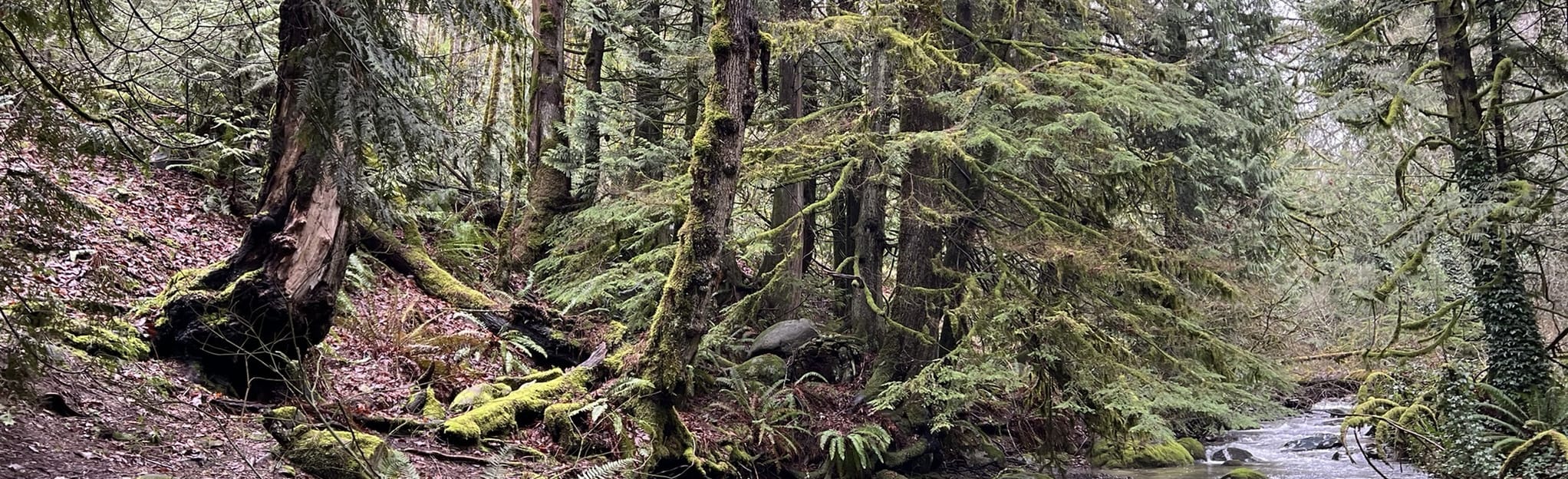 Grand Ridge Park Trail, Washington - 382 Reviews, Map | AllTrails