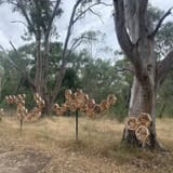 Gresswell Forest Loop, Victoria, Australia - 309 Reviews, Map | AllTrails