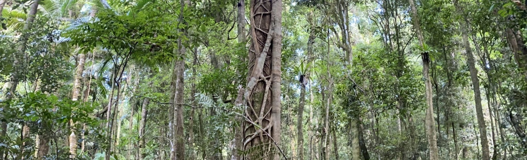 Big Scrub Loop: 10 Reviews, Map - New South Wales, Australia | AllTrails