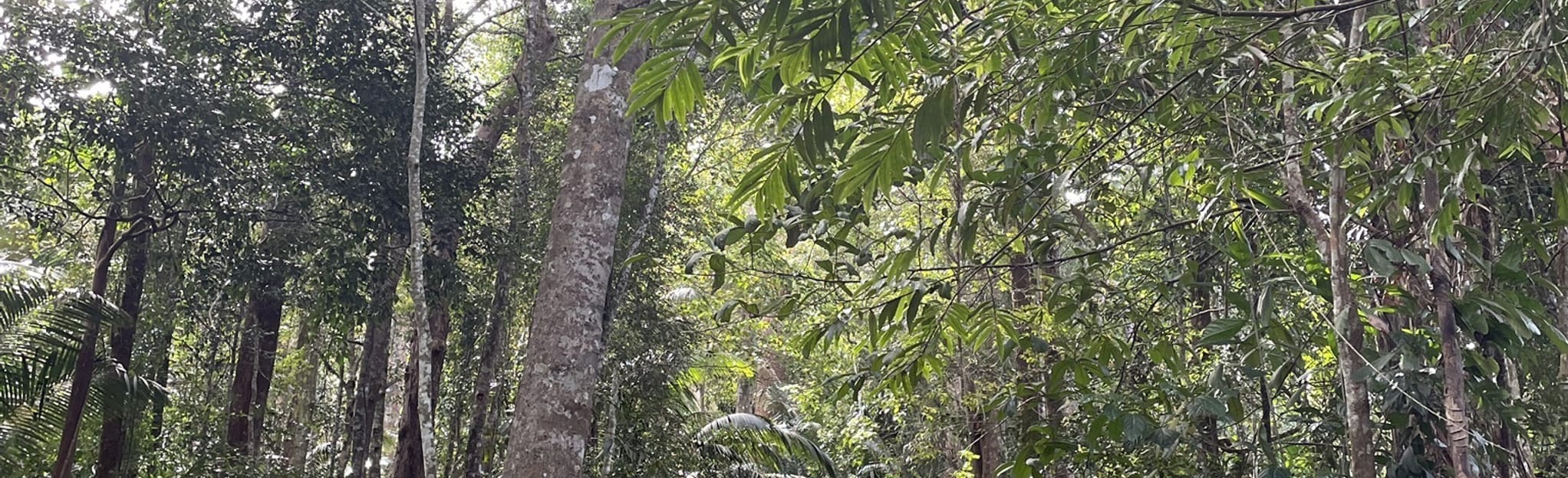 Sungai Rusa - Bukit Batu Itam : 65 Photos - Penang, Malaisie ...