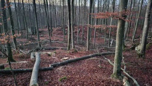 Best Hikes and Trails in Näsums bokskogar | AllTrails