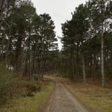 Newborough Forest Circular, Anglesey, Wales - 70 Reviews, Map | AllTrails