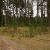 Newborough Forest Circular, Anglesey, Wales - 70 Reviews, Map | AllTrails