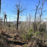 Torreya Challenge, Florida - 214 Reviews, Map | AllTrails