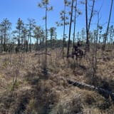 Torreya Challenge, Florida - 214 Reviews, Map | AllTrails