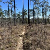 Torreya Challenge, Florida - 214 Reviews, Map | AllTrails