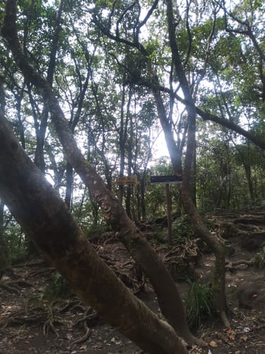 Best Hikes and Trails in Gunung Ciremai National Park | AllTrails