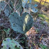San Gabriel River Trail and Goodwater Loop, Texas - 848 Reviews, Map ...