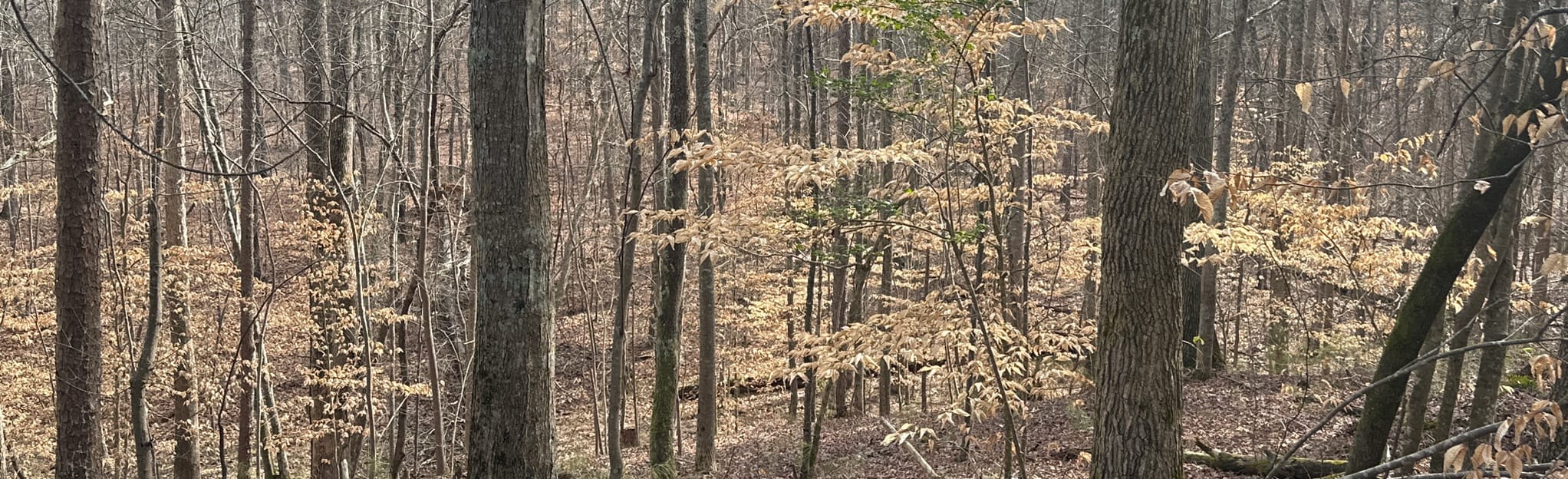 Settles Bridge Multi-Use Trail: 79 Reviews, Map - Georgia | AllTrails