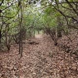 Tamassee Knob Trail, South Carolina - 306 Reviews, Map | AllTrails